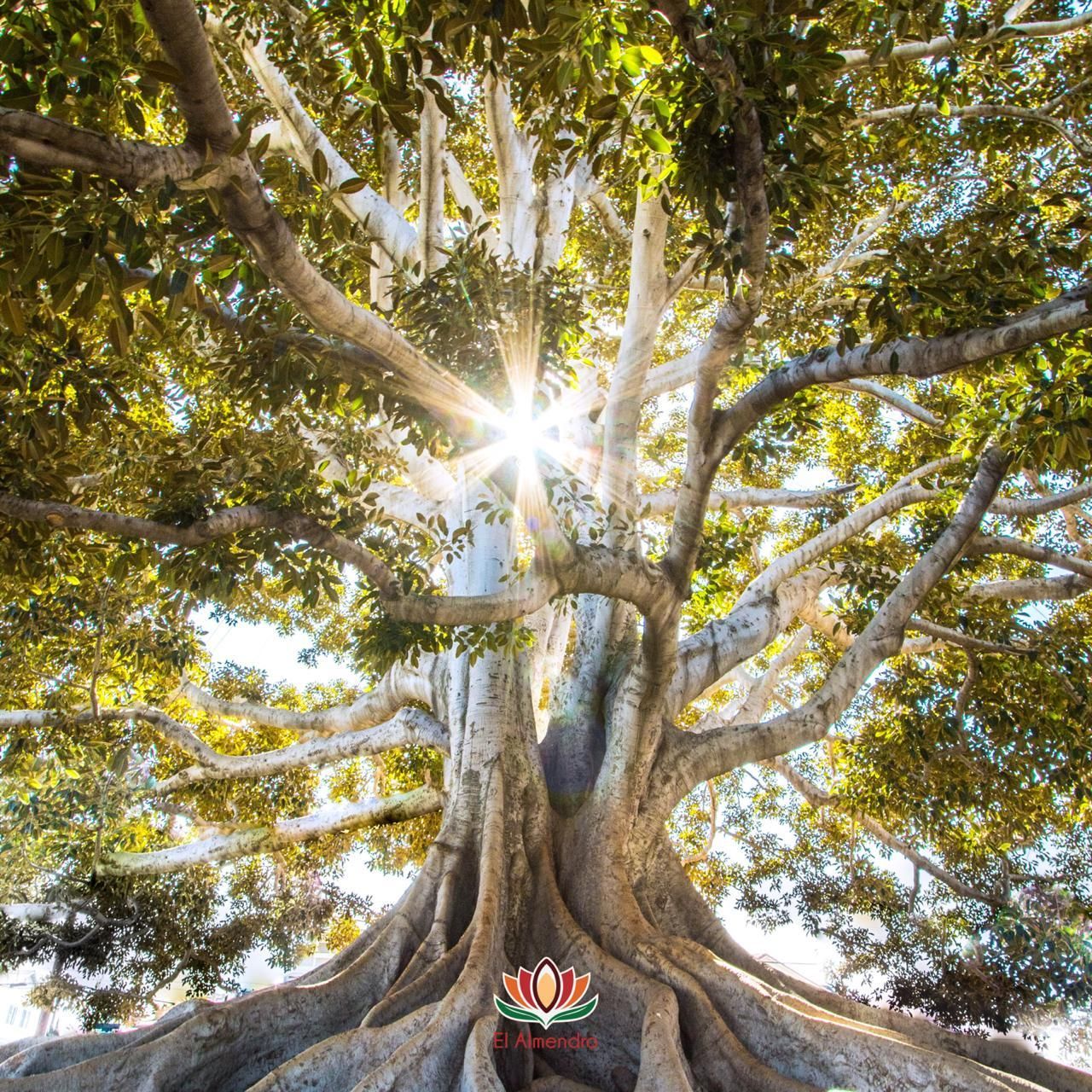 ARRAIGADO A CRISTO | Almendro