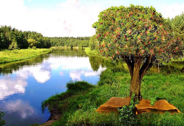 A Tree By The River | Renewal Christian Center