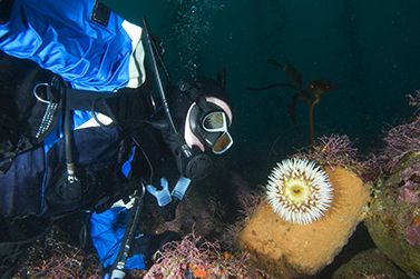 Dry suits and skin Bends | DAN Southern Africa