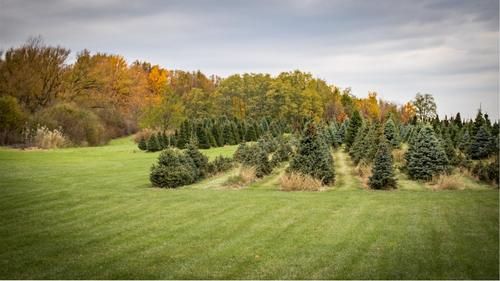 Tim Buhr Christmas Trees