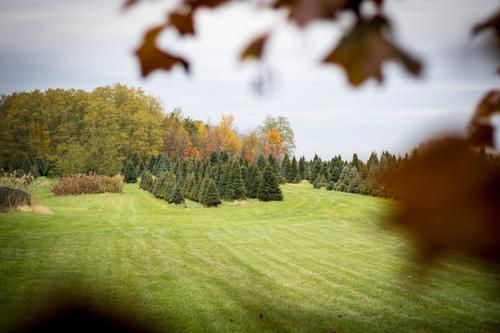 Tim Buhr Christmas Trees