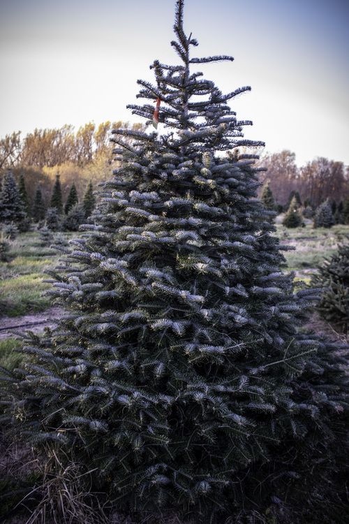 Tree Varieties at Tim Buhr Christmas Trees