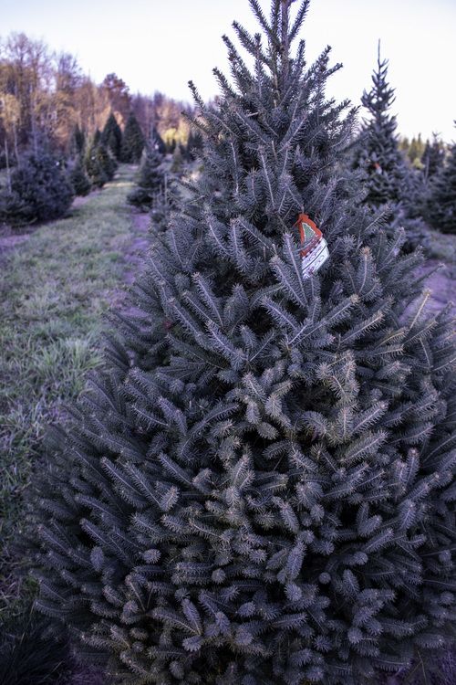 Tree Varieties at Tim Buhr Christmas Trees