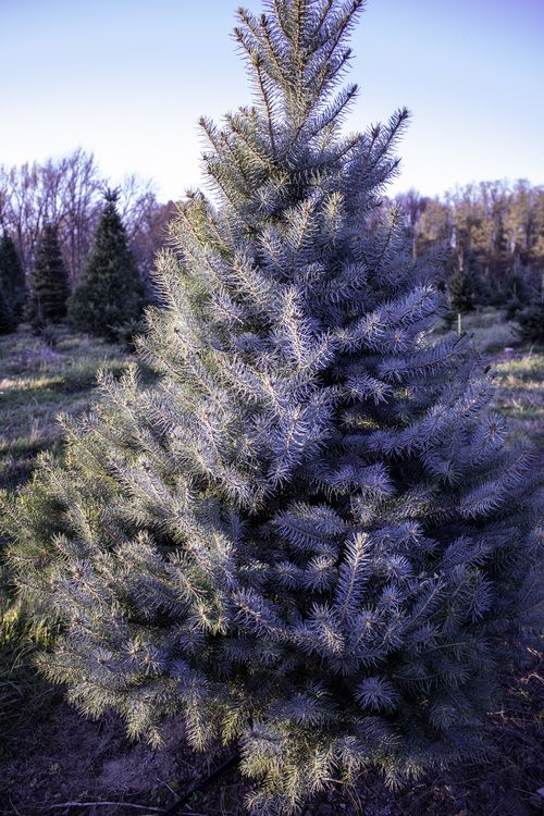 Tree Varieties at Tim Buhr Christmas Trees